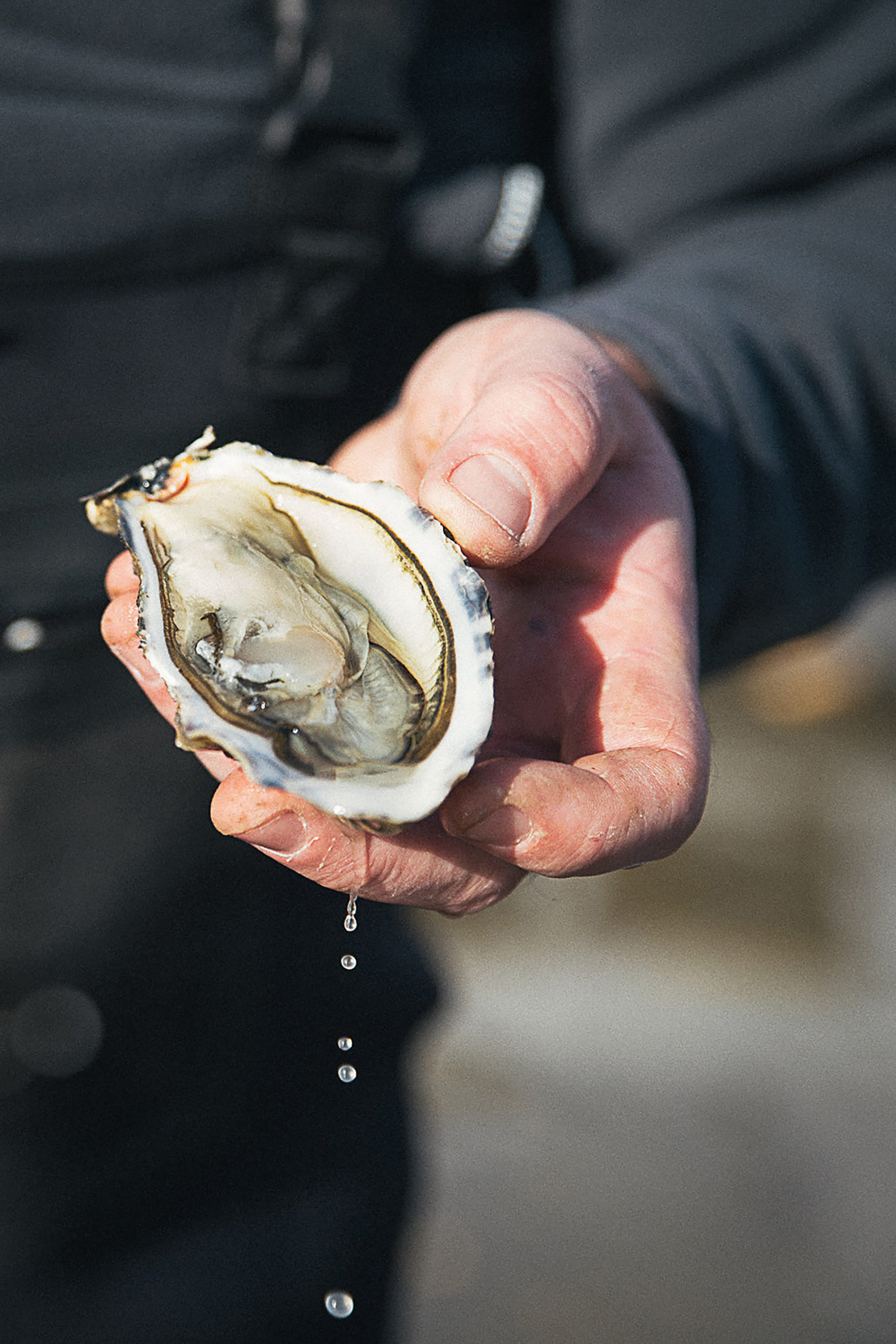 FEDIVER : Faune environnante et biodiversité - DLAL FEAMPA